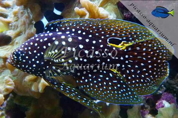 Calloplesiops altivelis — Picasso Aquarium